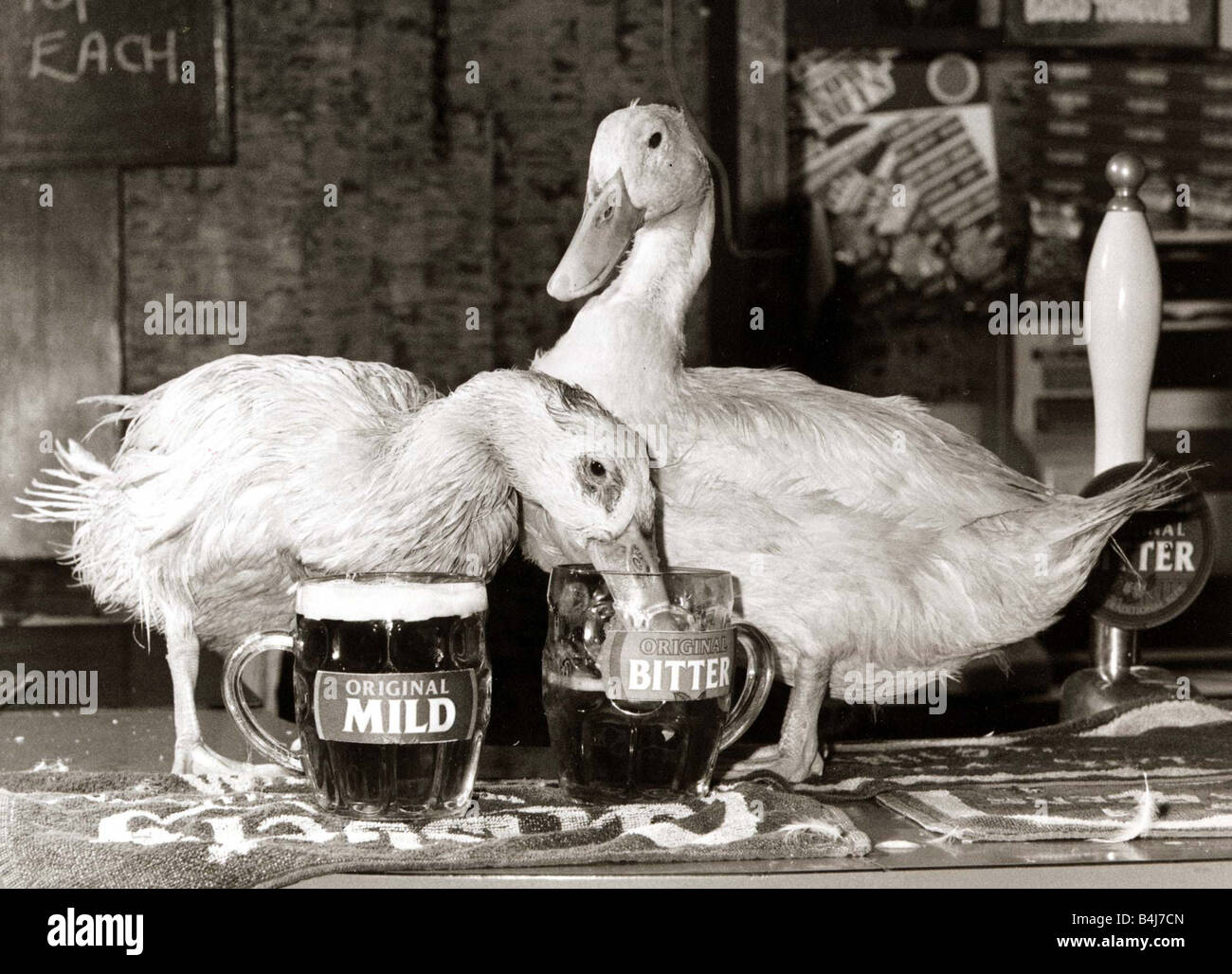 Ducks drinking pints of beer in their local pub from pint glasses ...