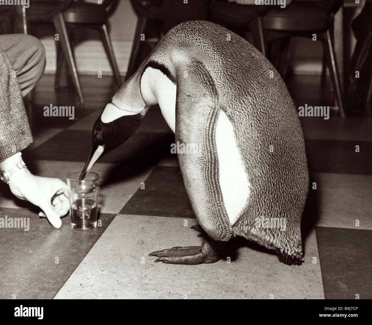 Glass penguin hi-res stock photography and images - Alamy