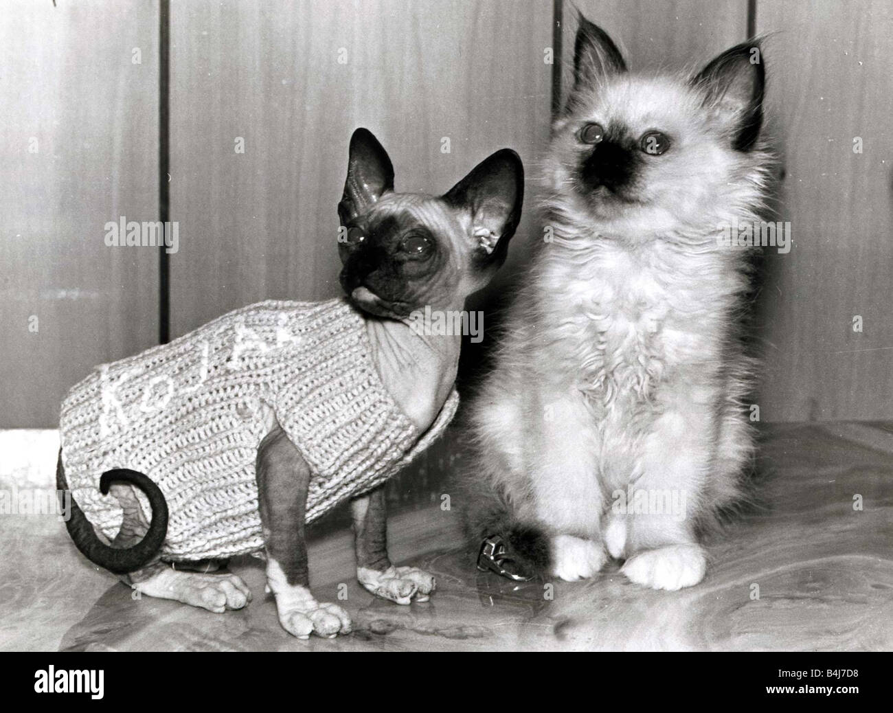 Burmese Kitten without fur Stock Photo - Alamy