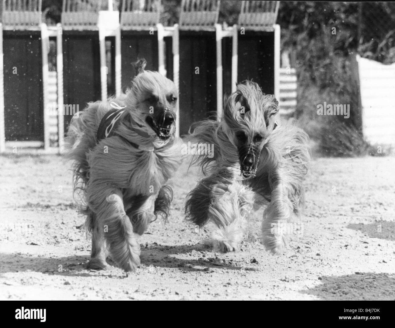 Afghan hound Black and White Stock Photos & Images - Alamy