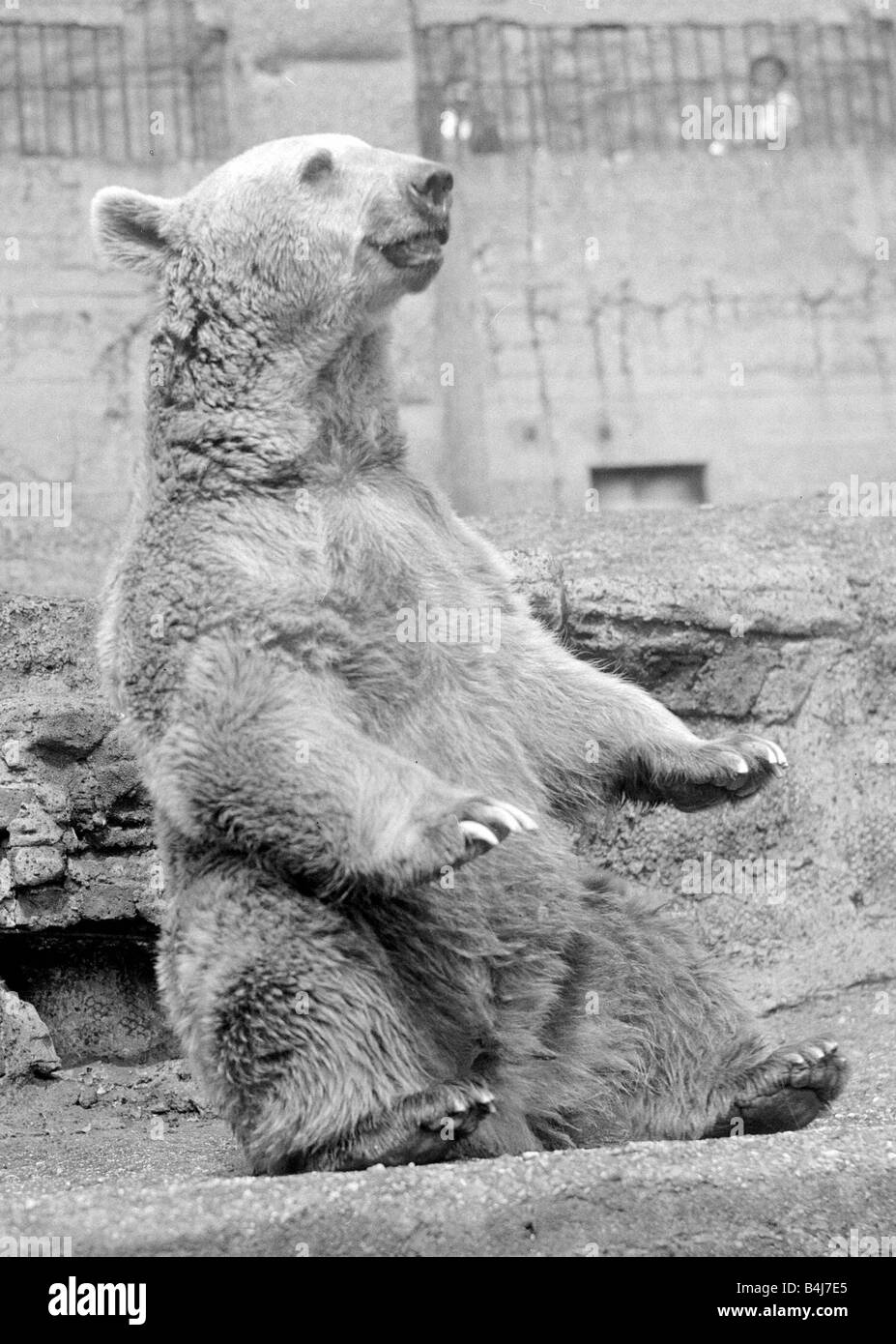 Pickles the Syrian bear sitting in his cage at London Zoo Stock Photo ...