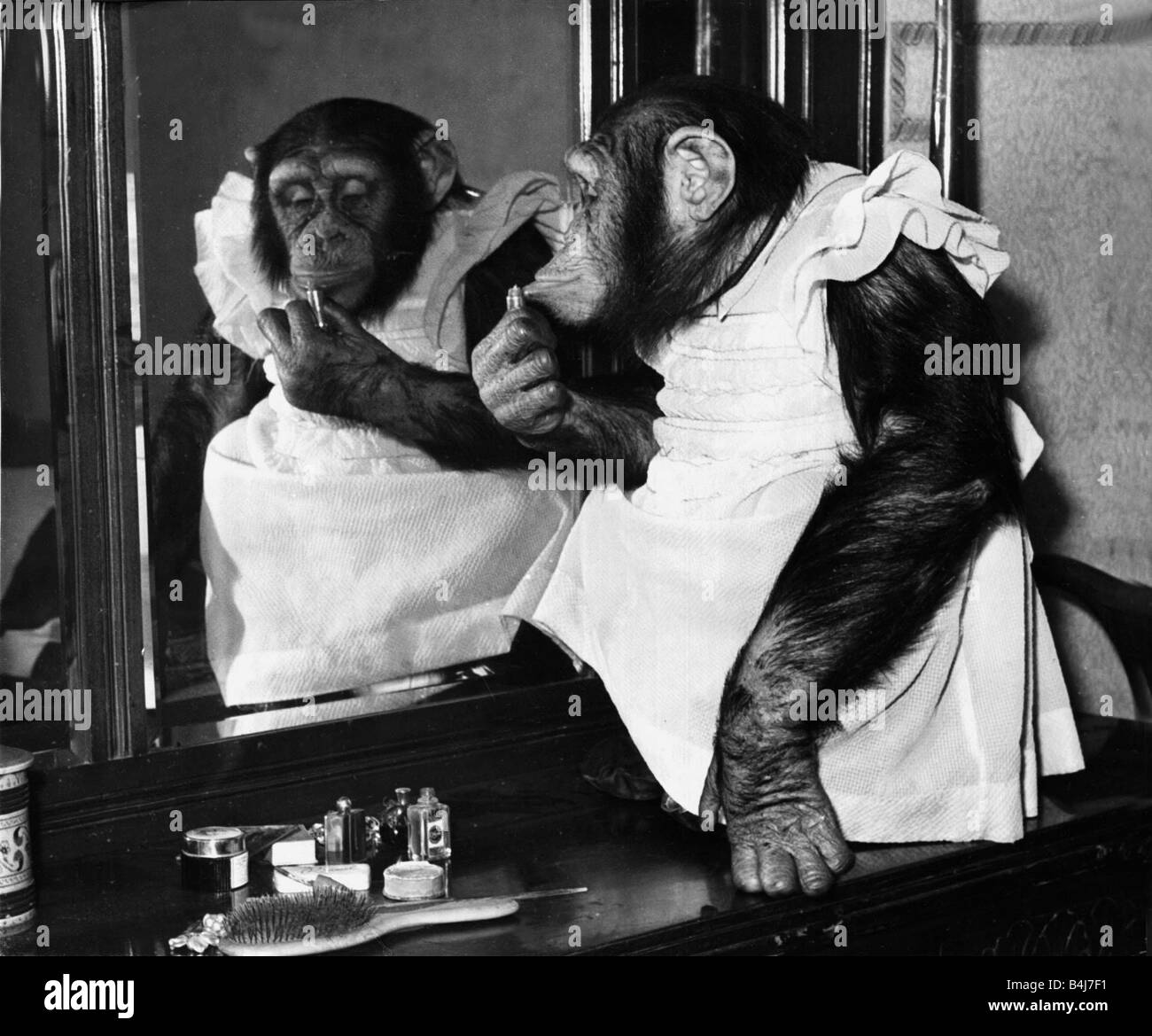 Chimp sitting at table hi-res stock photography and images - Alamy