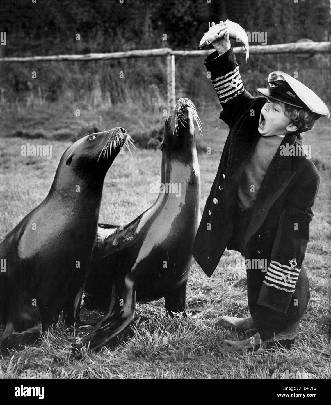 Flipper and Missy jumped to it as Captain Bruce apprentice sea lion ...