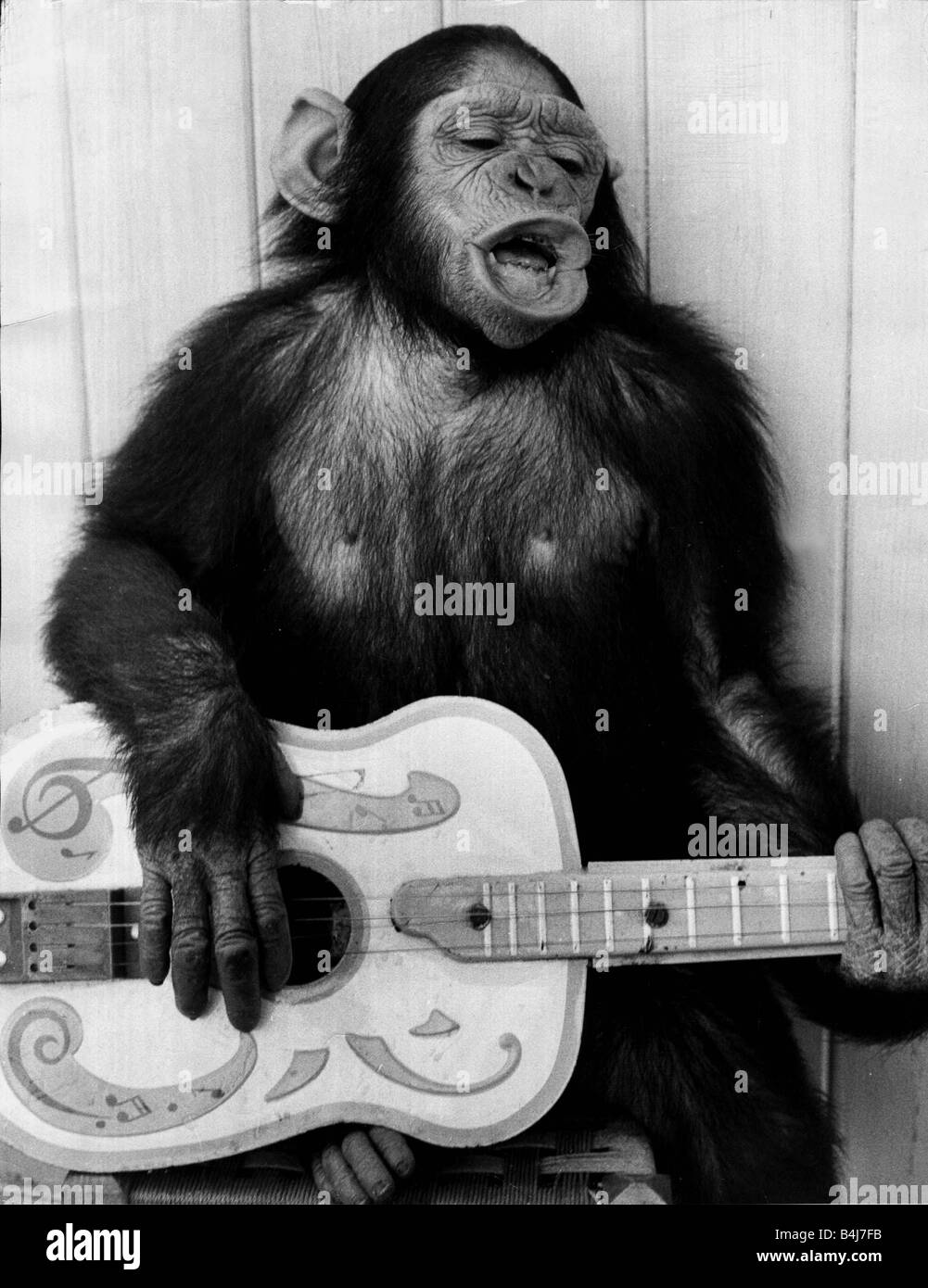A singing chimpanzee hi-res stock photography and images - Alamy