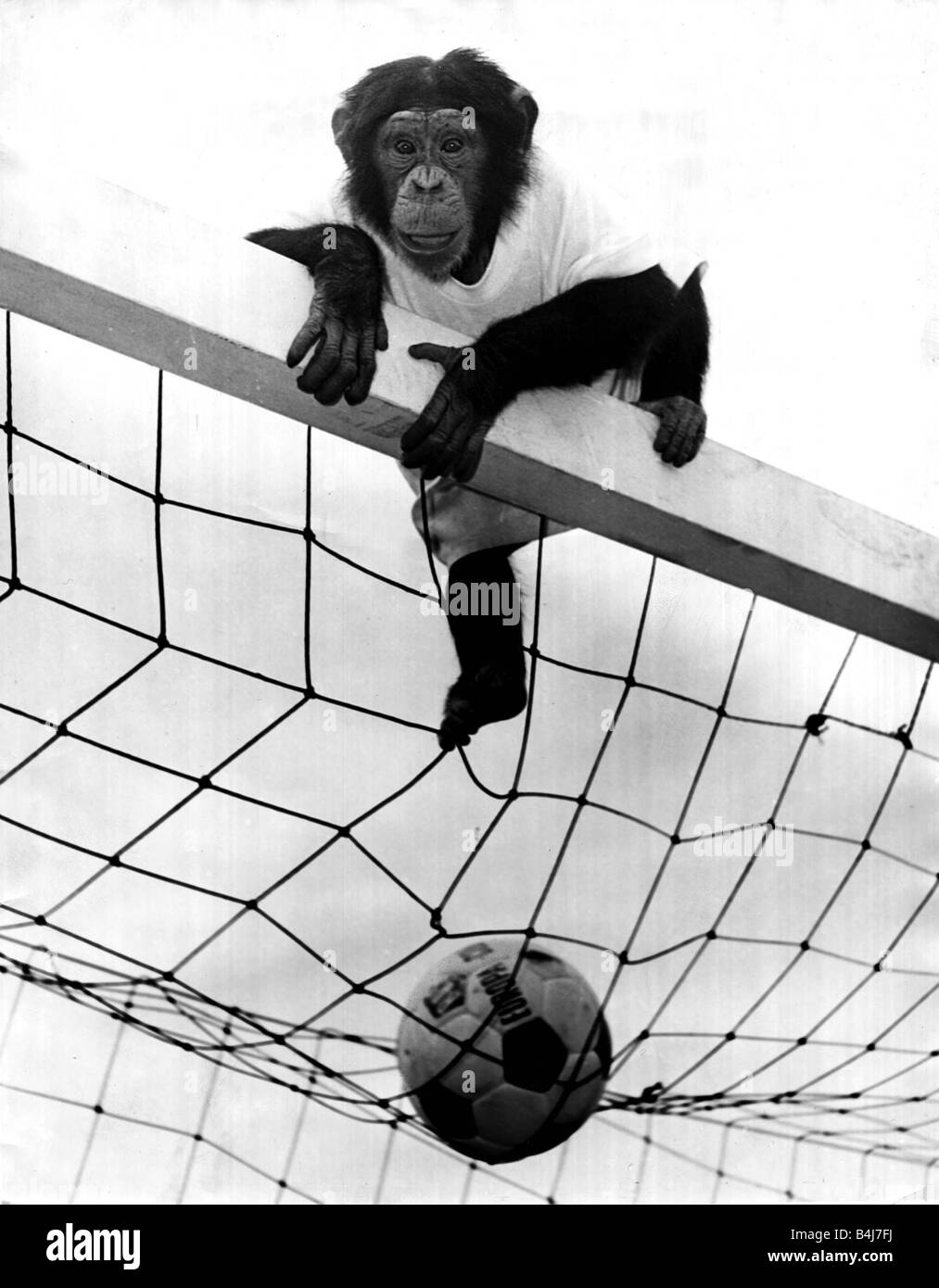 Jackie the chimp is football crazy Chimpanzee sitting on top of a goal ...