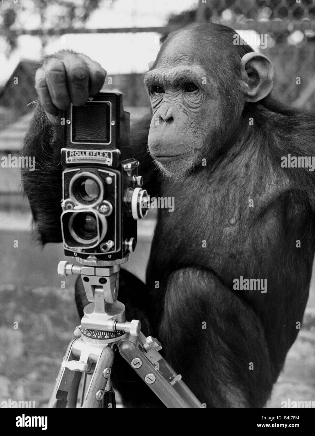 Cholmondley or short Chumley the six year old chimpanzee at Chessington ...