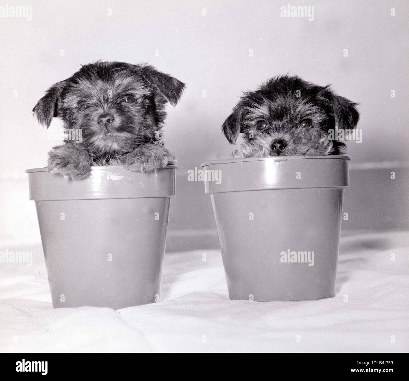 Two yorkshire terrier puppies playing inside a couple of plant pots May ...