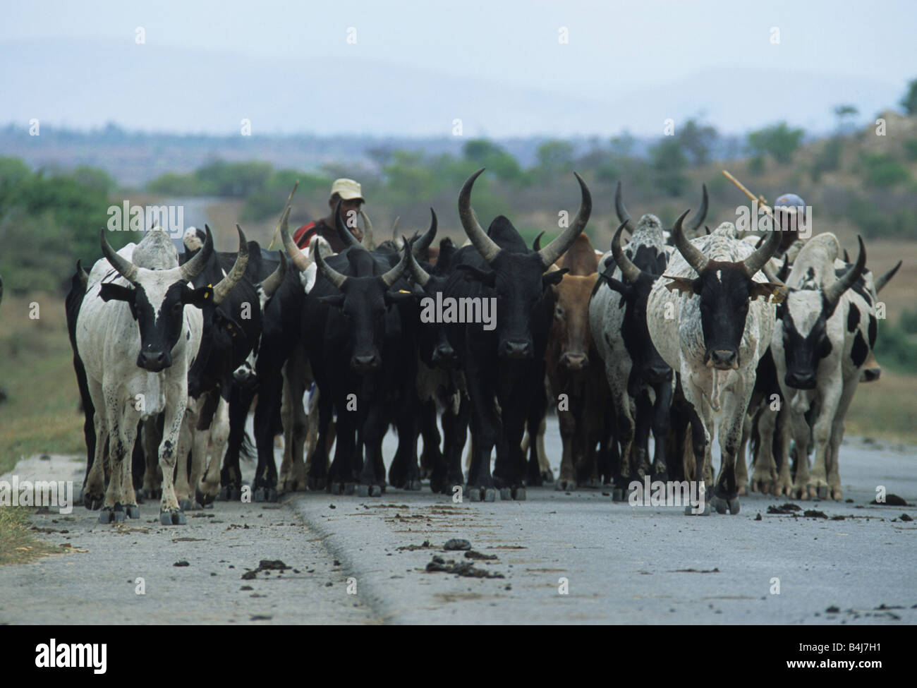 Ambalavao zebu cattle market hi-res stock photography and images - Alamy