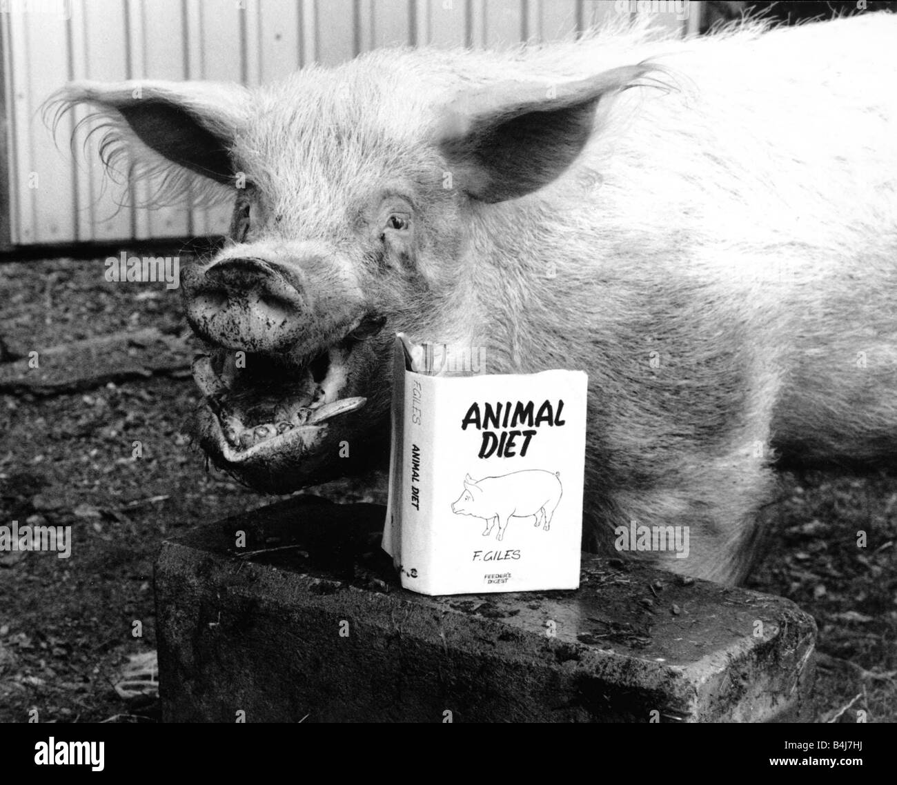 Pig books Black and White Stock Photos & Images - Alamy