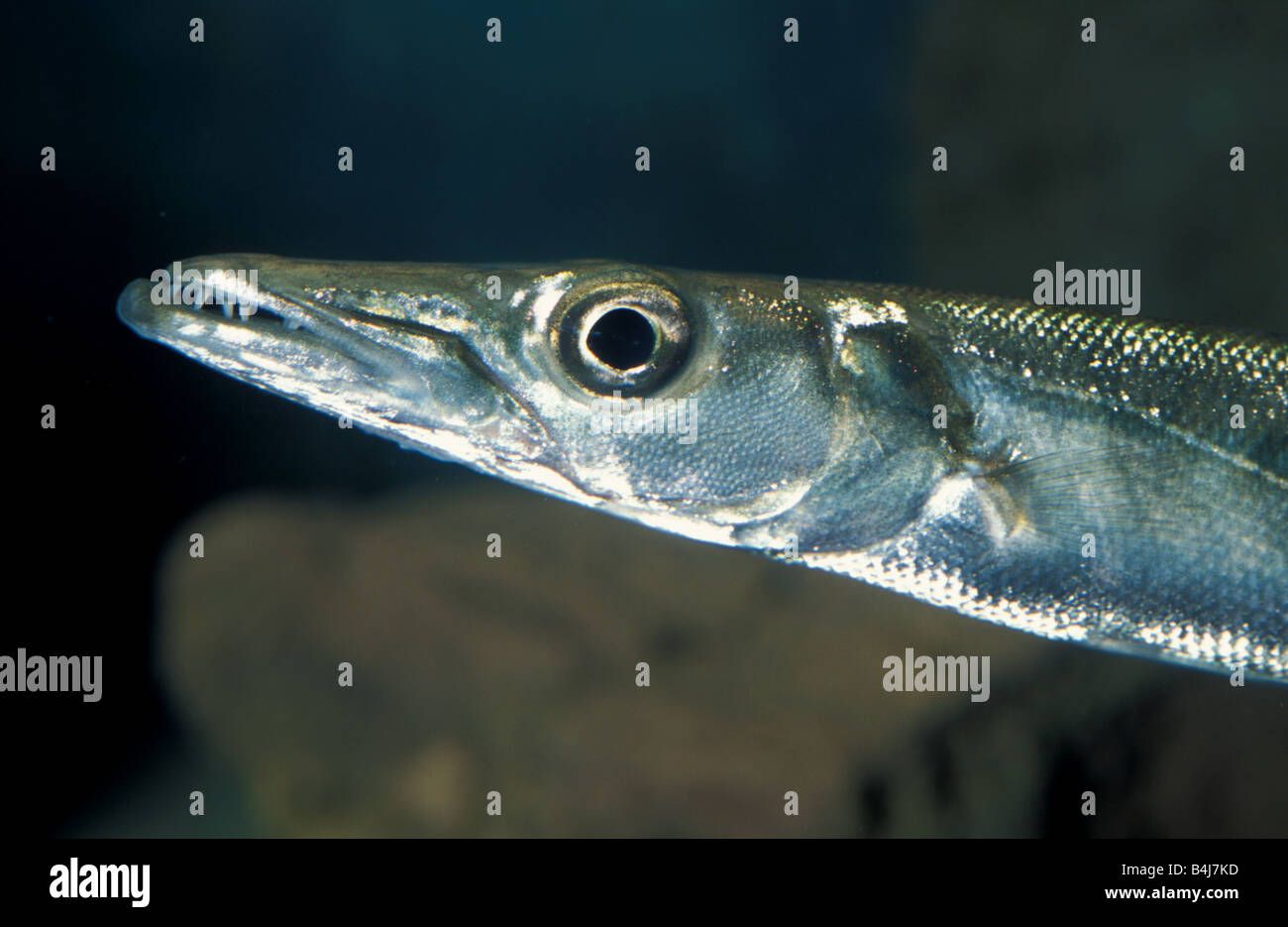 Barracuda sphyraena sp hi-res stock photography and images - Alamy