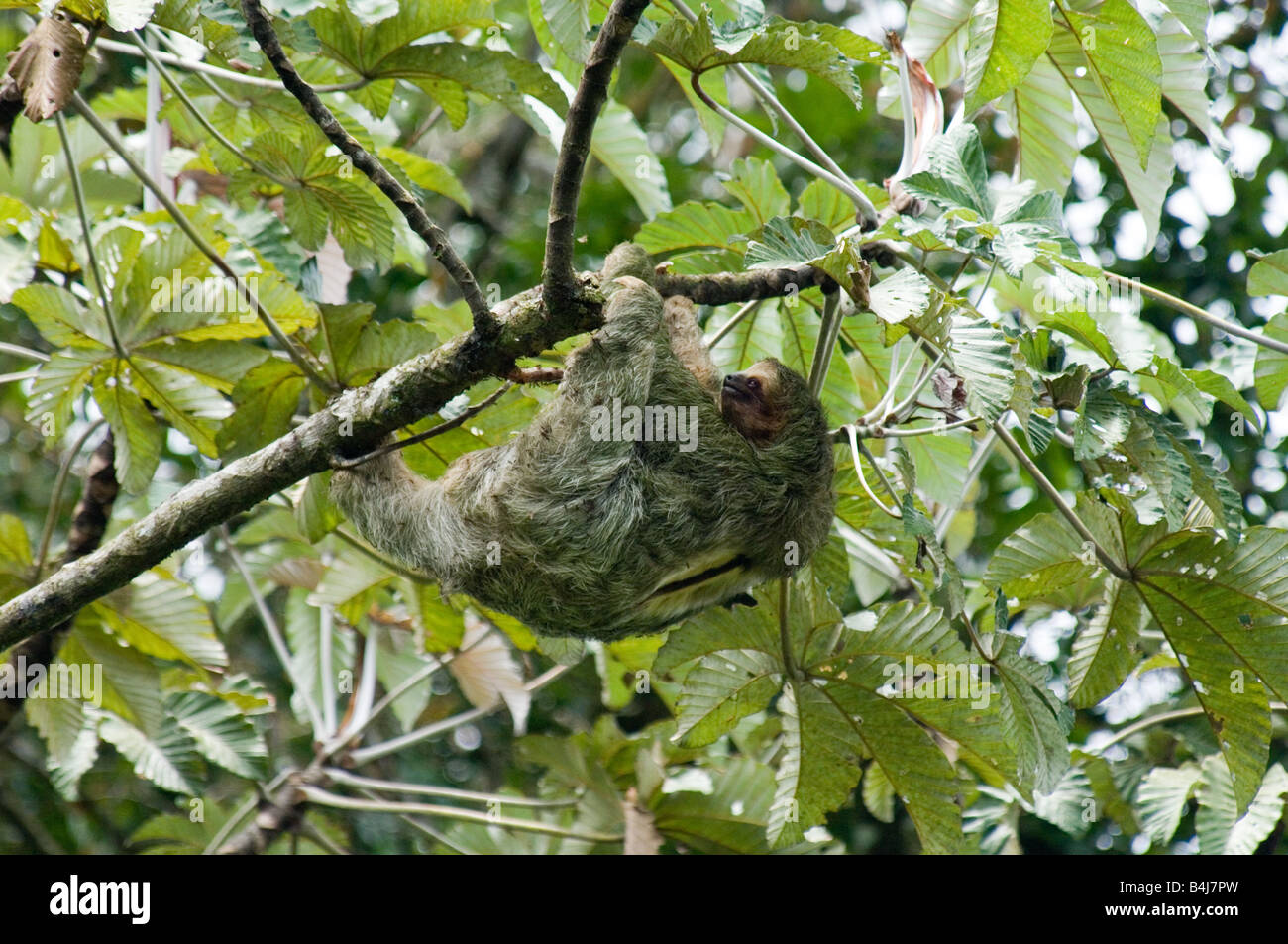 Three-toed sloth climbing tree in Costa Rica Stock Photo - Alamy
