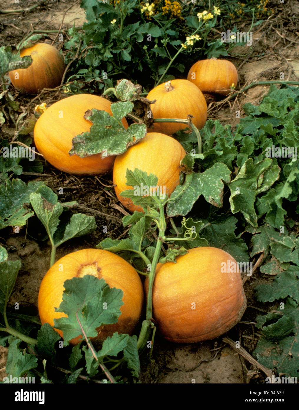 Pumpkins on the ground on a farm growing on the vine. Pumpkin farming ...