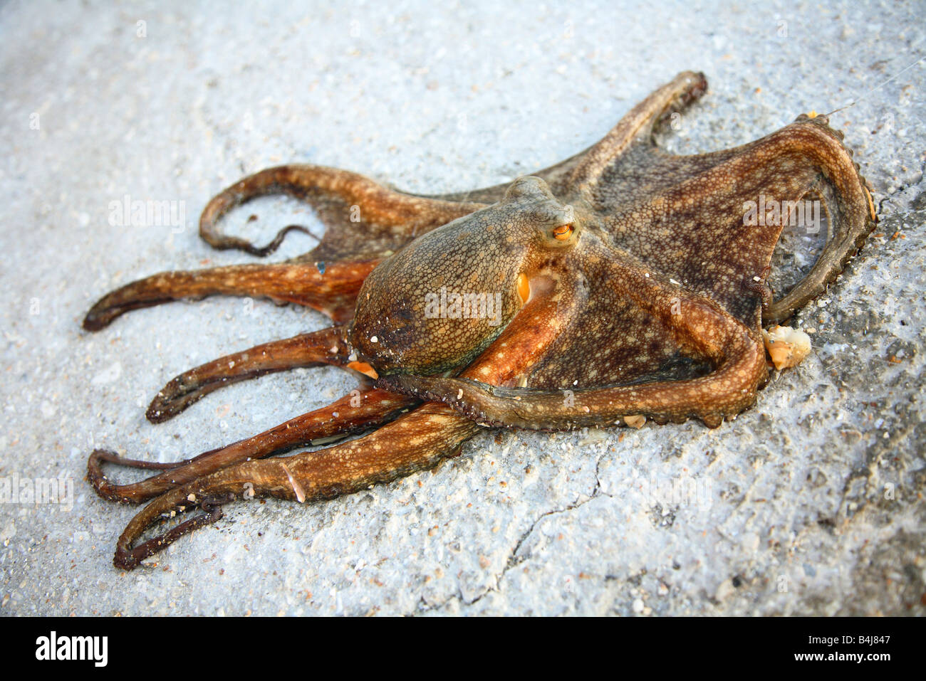 Octopus catching fish hi-res stock photography and images - Alamy