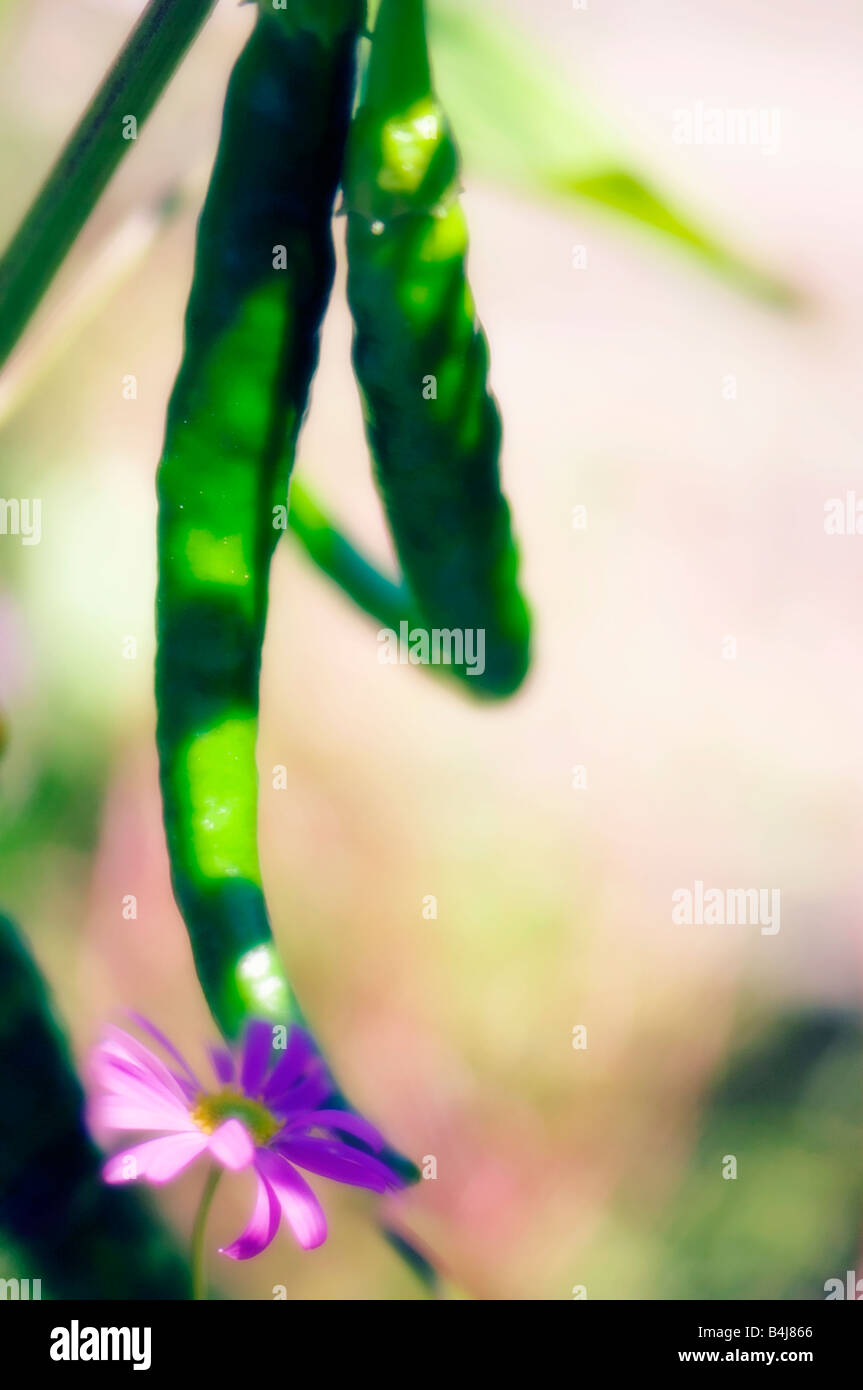 Daisy pepper hi-res stock photography and images - Alamy