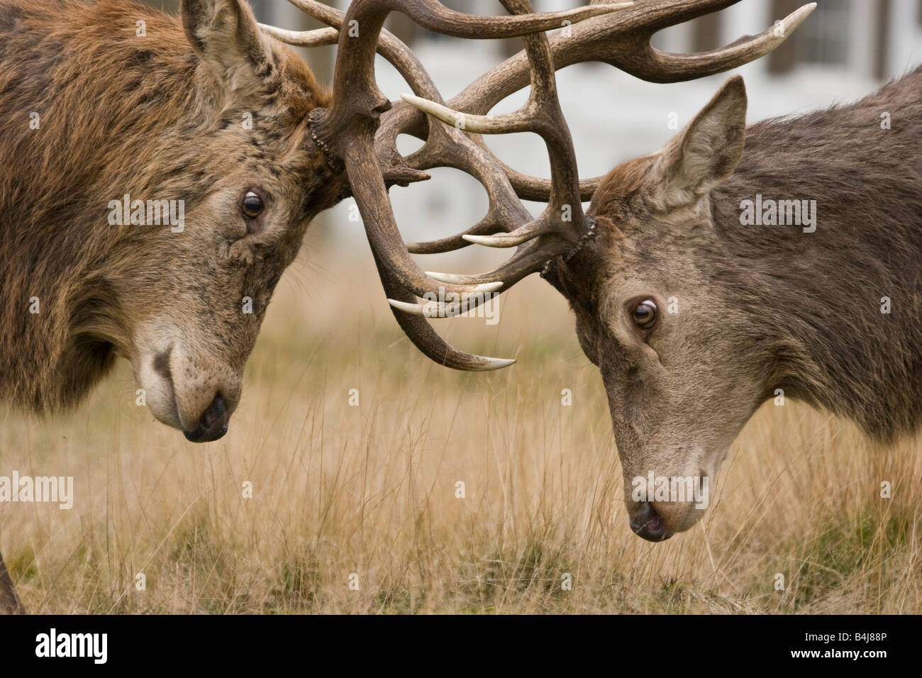 Deer With Locked Antlers High Resolution Stock Photography and Images ...