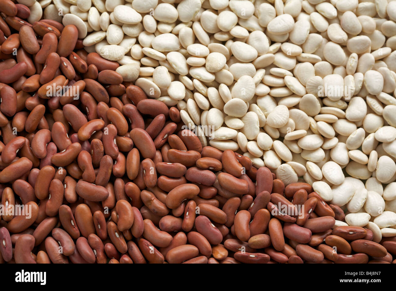 Assorted dried common beans Stock Photo - Alamy