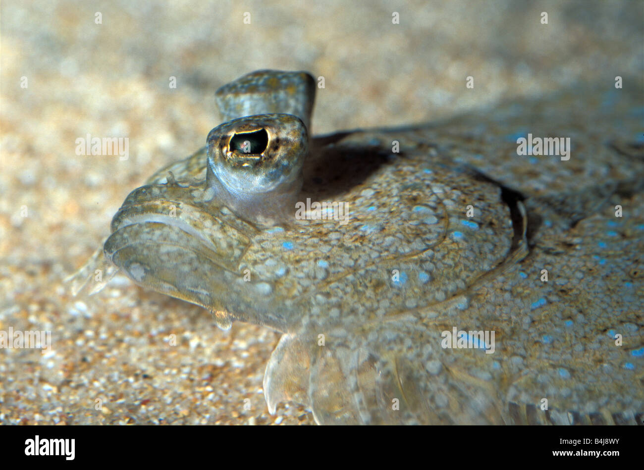 Panther flounder, Bothus pantherinus Stock Photo - Alamy
