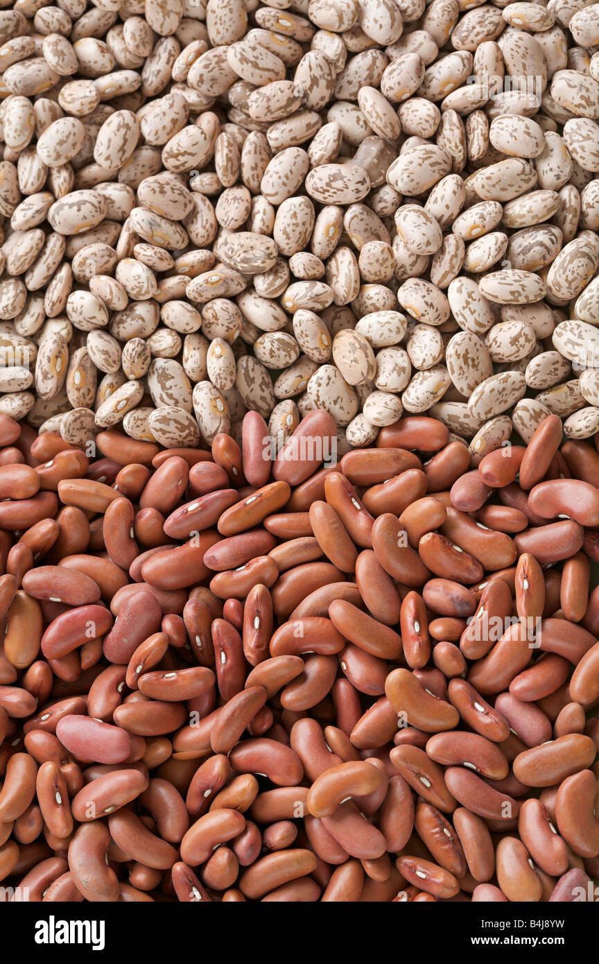 Assorted dried common beans Stock Photo - Alamy