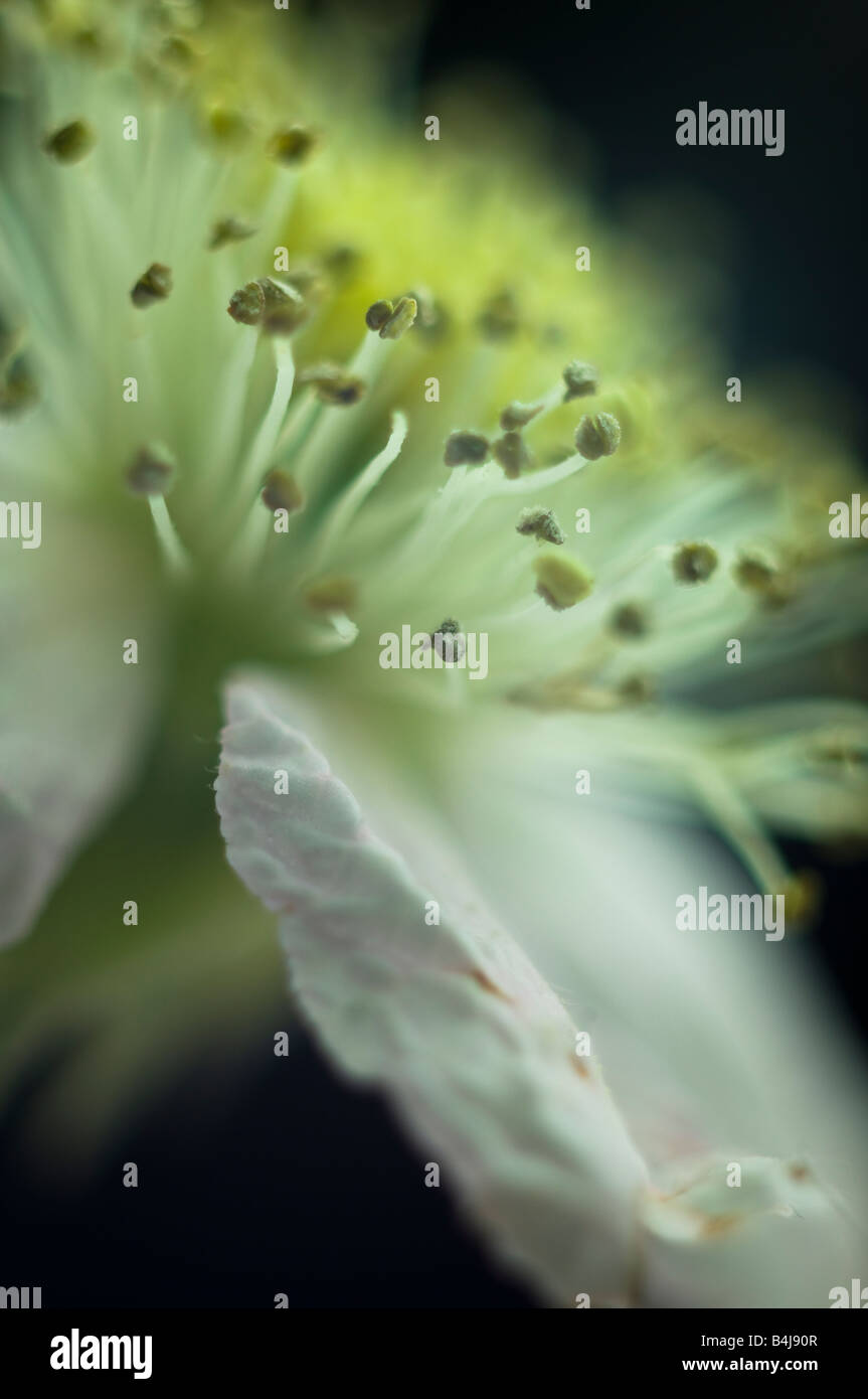 bramble flower in spring Stock Photo - Alamy