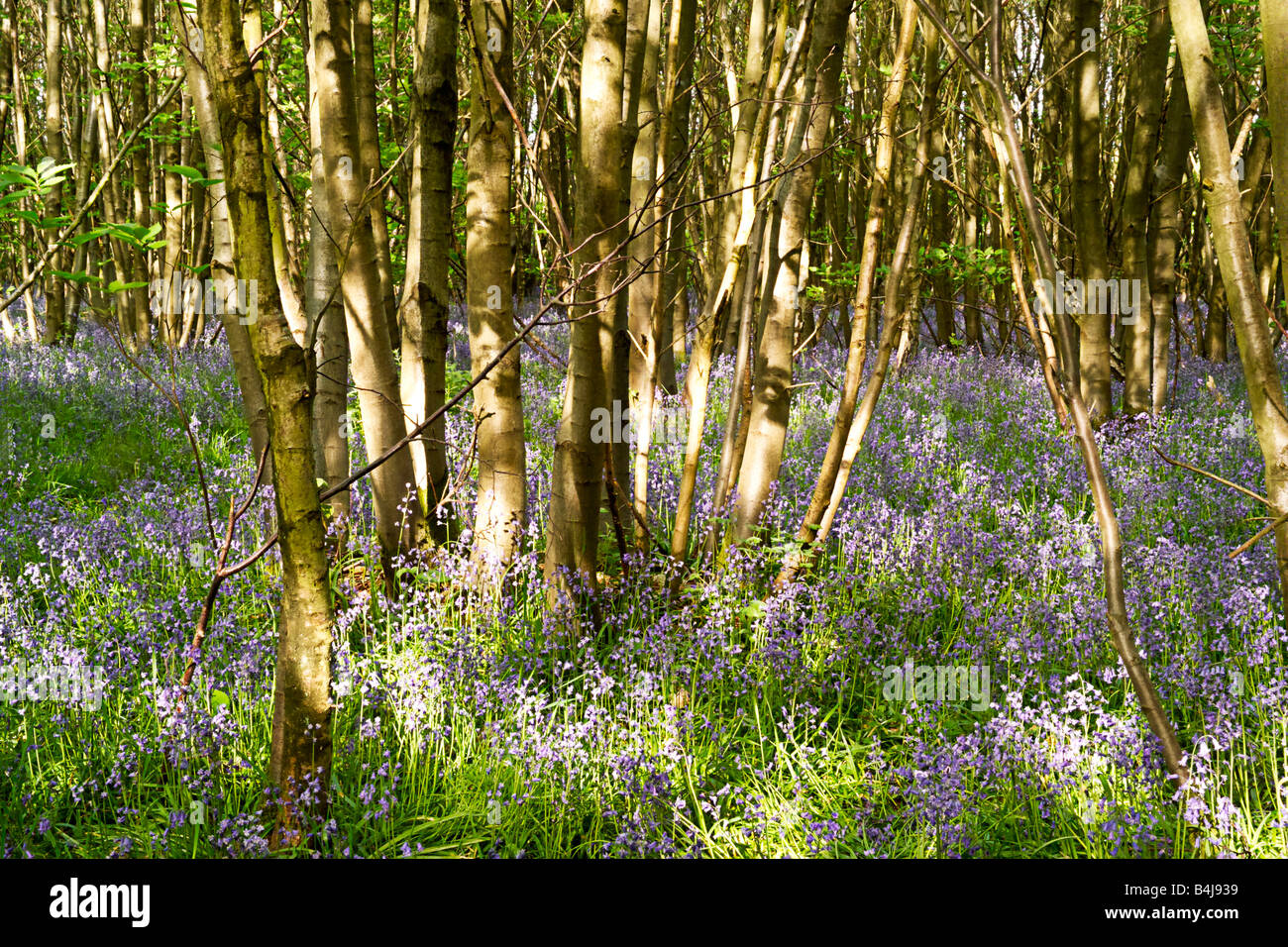 Blue Bell, Woods, in Spring, Kent, England,UK Europe Stock Photo - Alamy