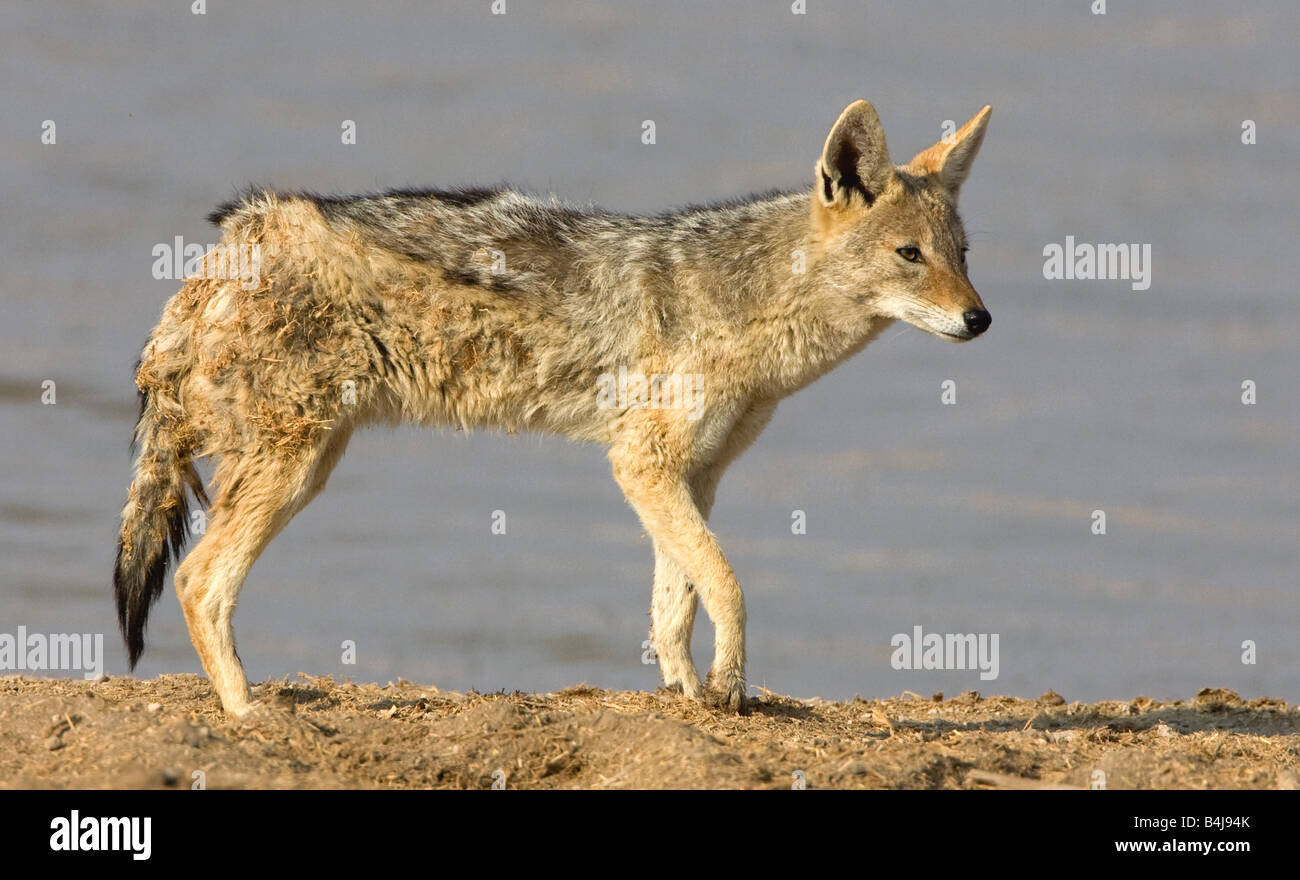 Jackal prowling hi-res stock photography and images - Alamy