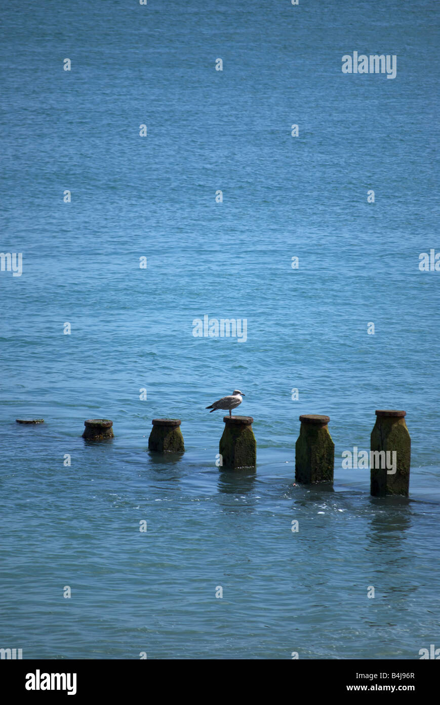 A young sea gull rests on partially submerged groynes on Eastbourne ...