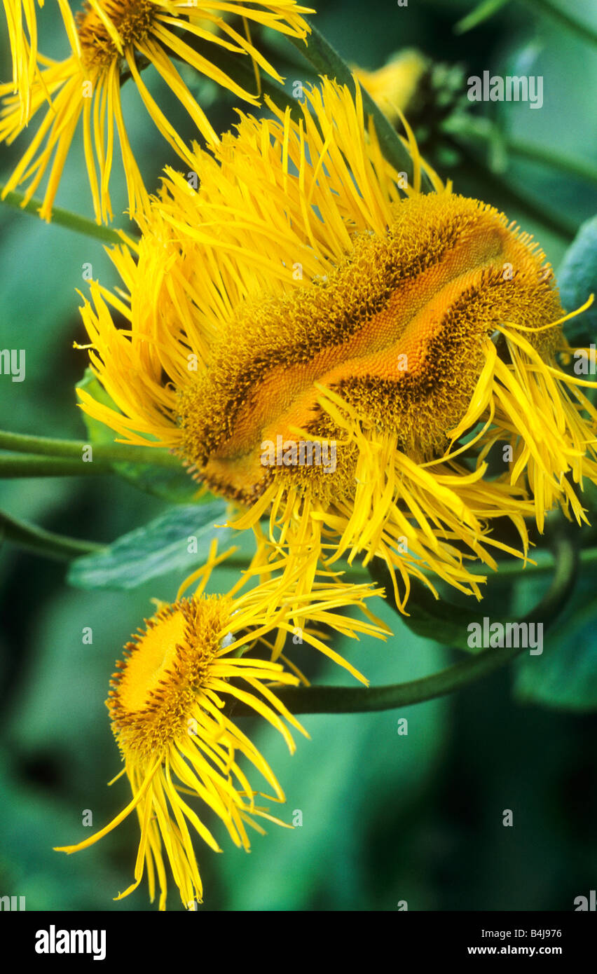 Fasciated flower heads two heads growing into one Inula Magnifica ...