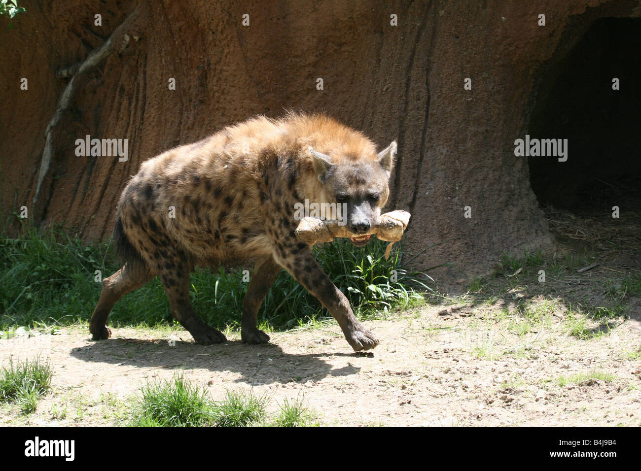 Hyena with a bone Stock Photo - Alamy