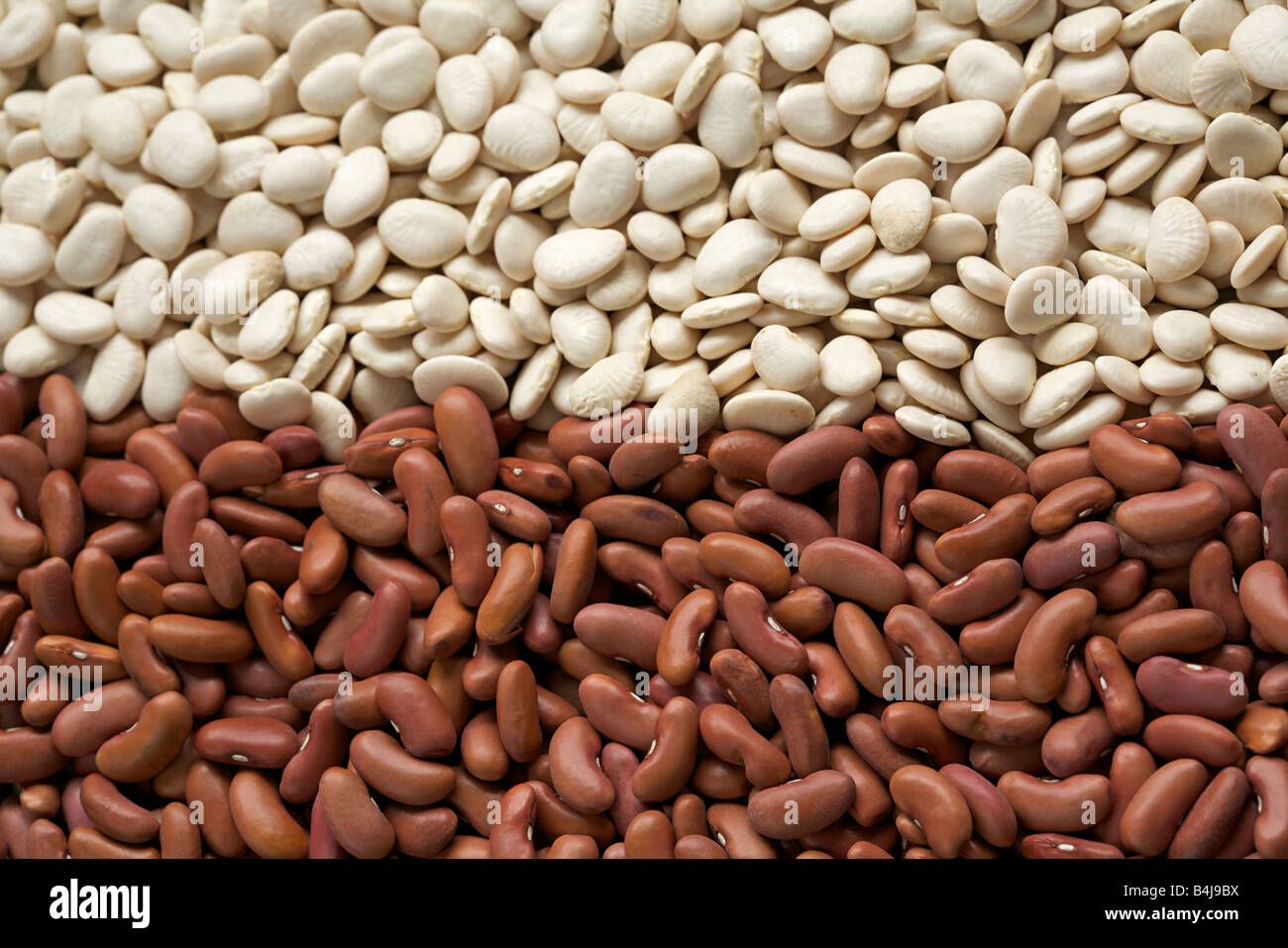 Assorted dried common beans Stock Photo - Alamy