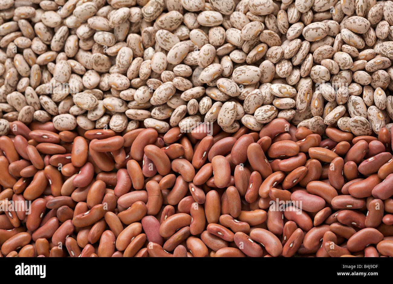 Assorted dried common beans Stock Photo - Alamy