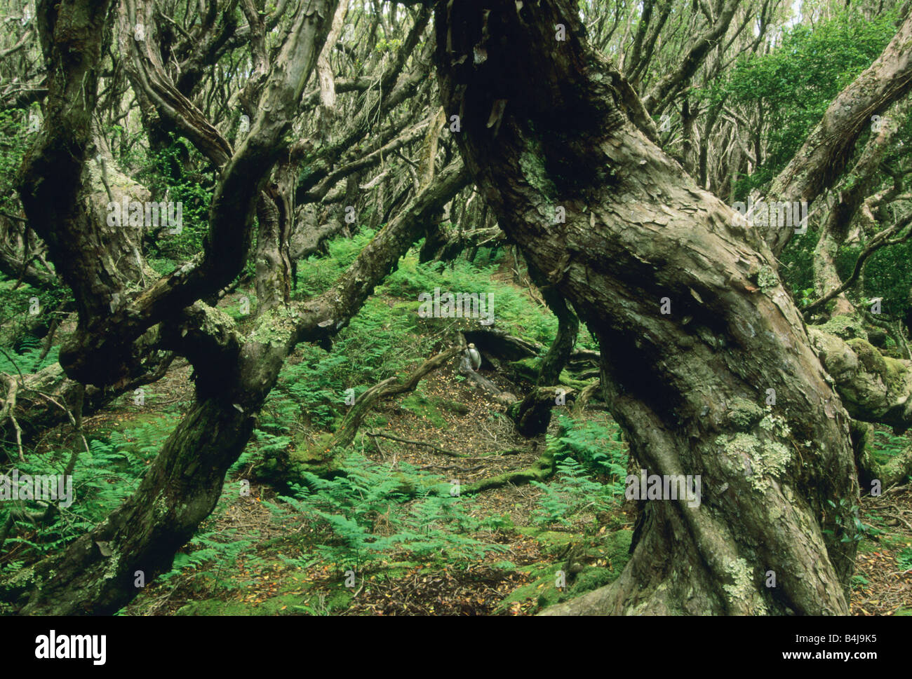 Yellow-eyed Penguin (Megadyptes antipodes) at nest, native rata forest ...