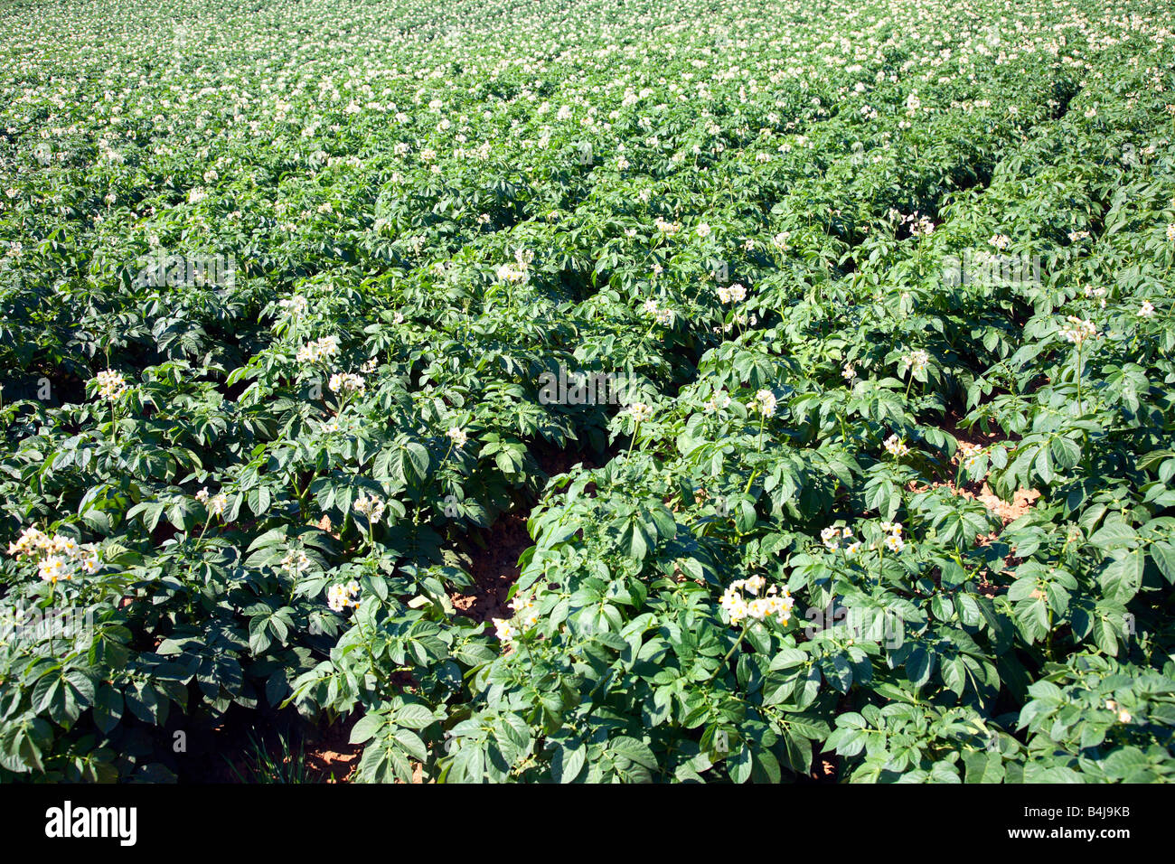 Tuber crop hi-res stock photography and images - Alamy