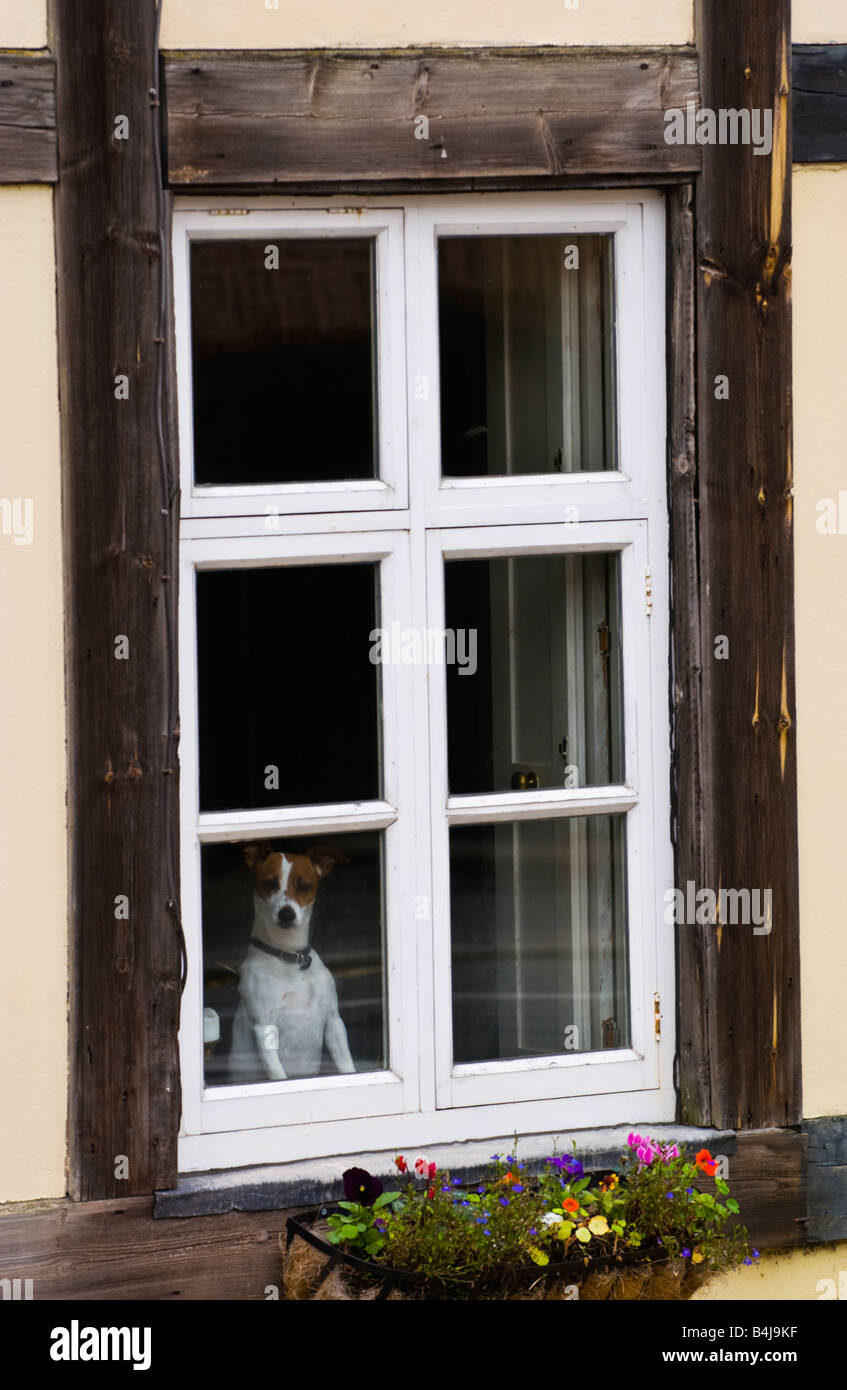 Dog window house watch hi-res stock photography and images - Alamy