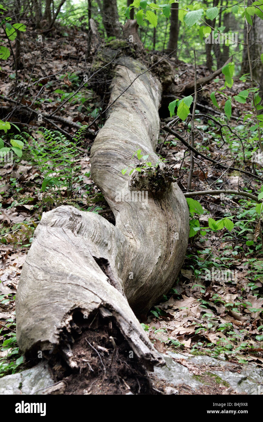 Twist in a tree hi-res stock photography and images - Alamy