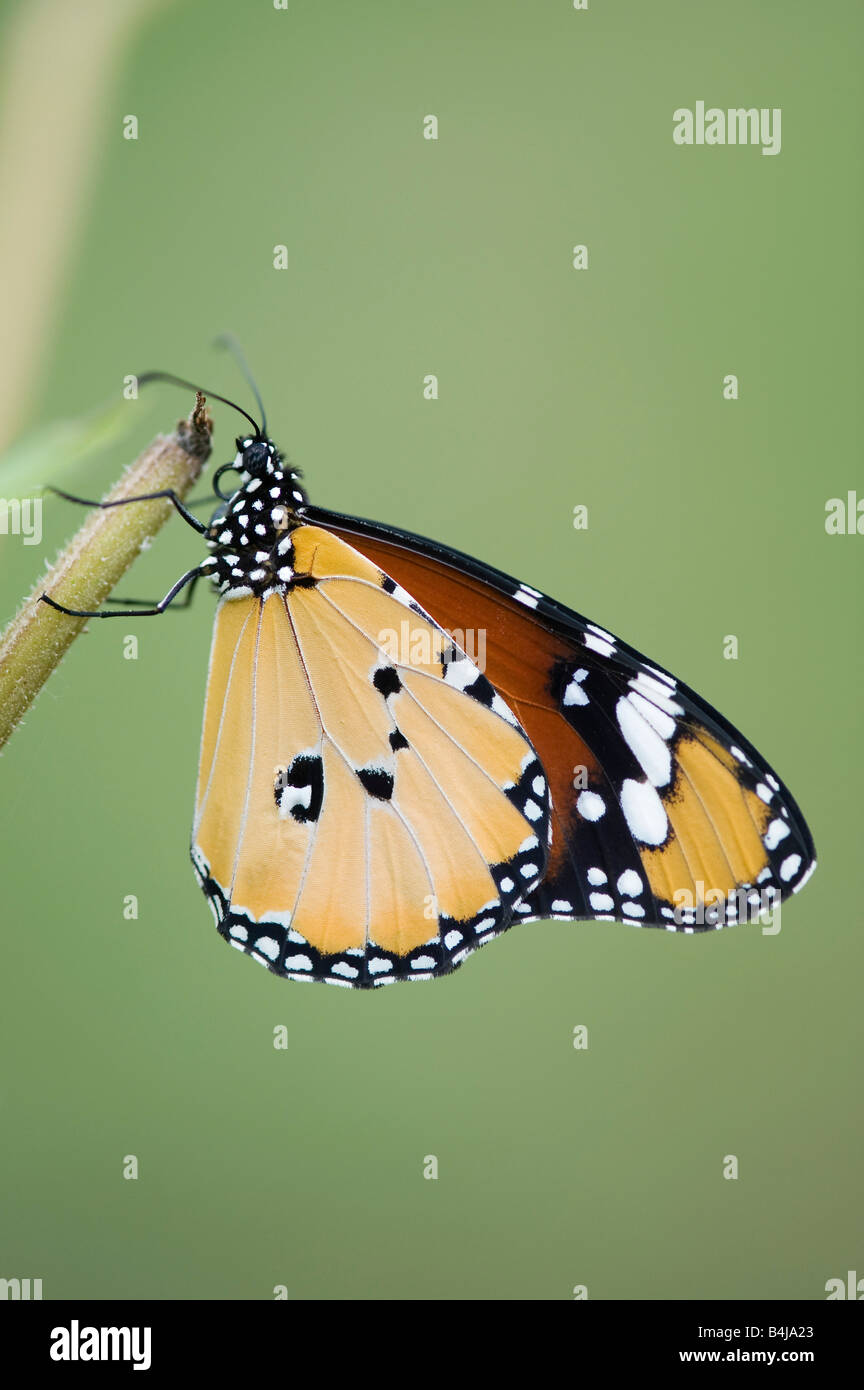 Black and orange butterfly with white spots hi-res stock photography ...