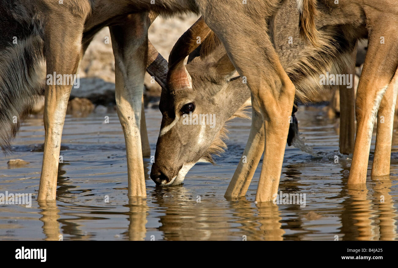 Shrubs and thickets hi-res stock photography and images - Alamy
