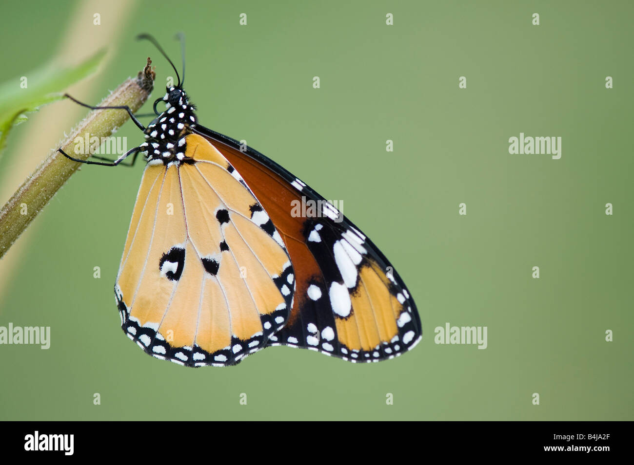 Danaus chrysippus. Plain Tiger butterfly / African monarch butterfly ...