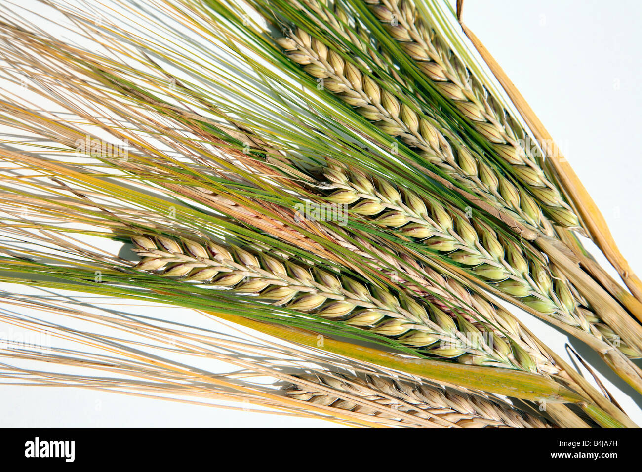 Bio ethanol wheat hi-res stock photography and images - Alamy