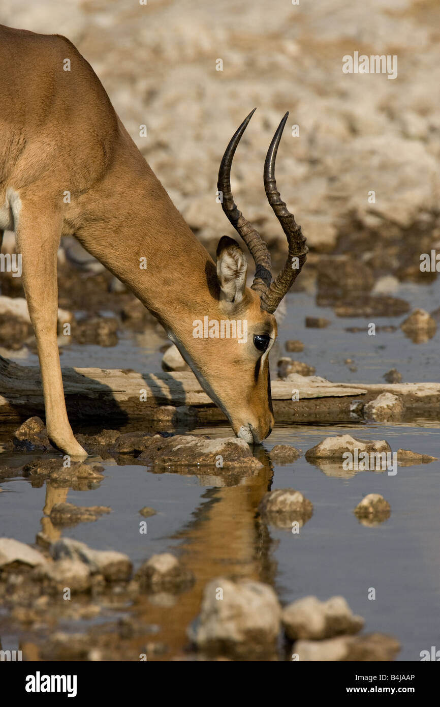 Drinking impala hi-res stock photography and images - Alamy
