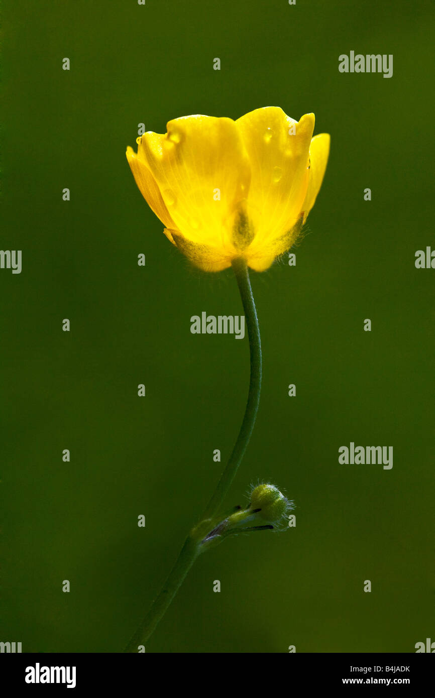 A single meadow buttercup Ranunculus acris Stock Photo - Alamy