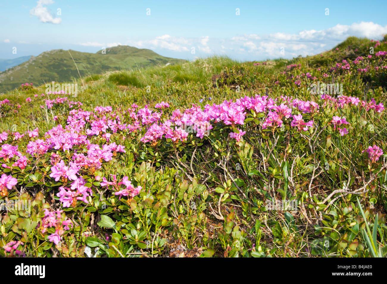 Mountainside flower hi-res stock photography and images - Alamy
