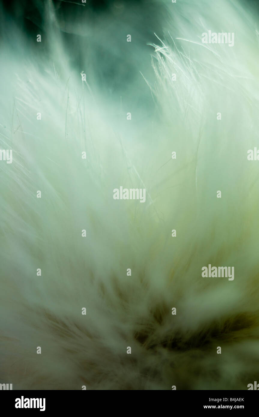 Fluffy Groundsel Seeds High Resolution Stock Photography and Images - Alamy