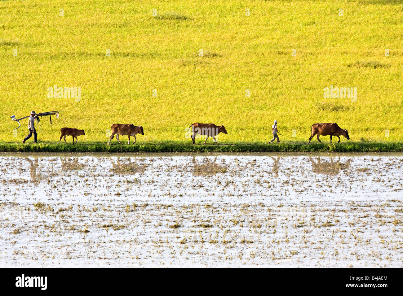 Farmer and several ox on golden yellow rice field Stock Photo - Alamy