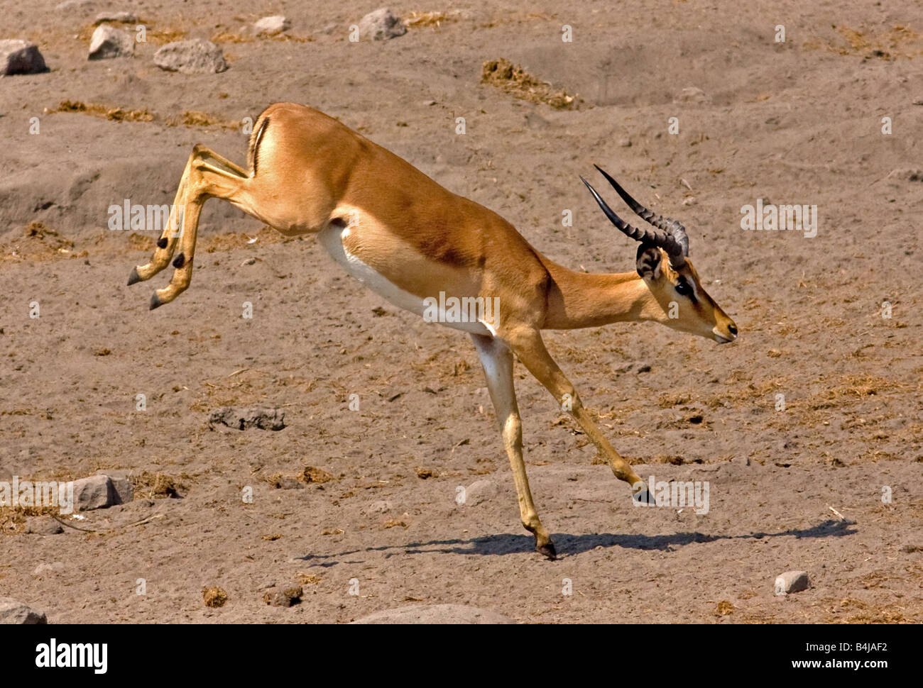 Impala leaping , Namibia Stock Photo - Alamy