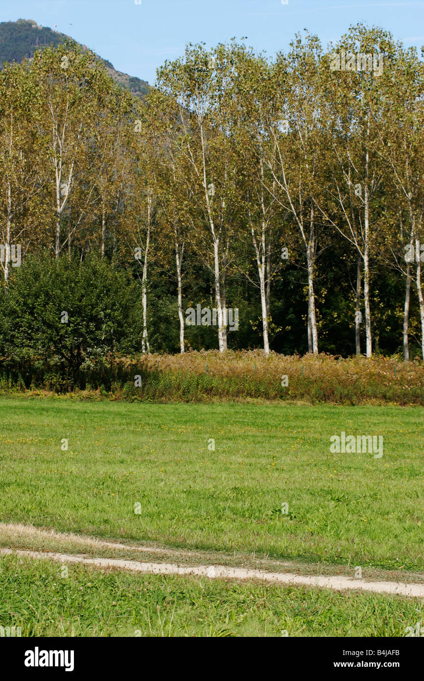 Row trees italy hi-res stock photography and images - Alamy
