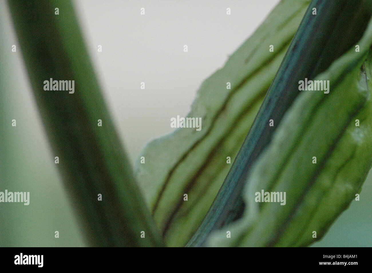 Coastal plant hi-res stock photography and images - Alamy