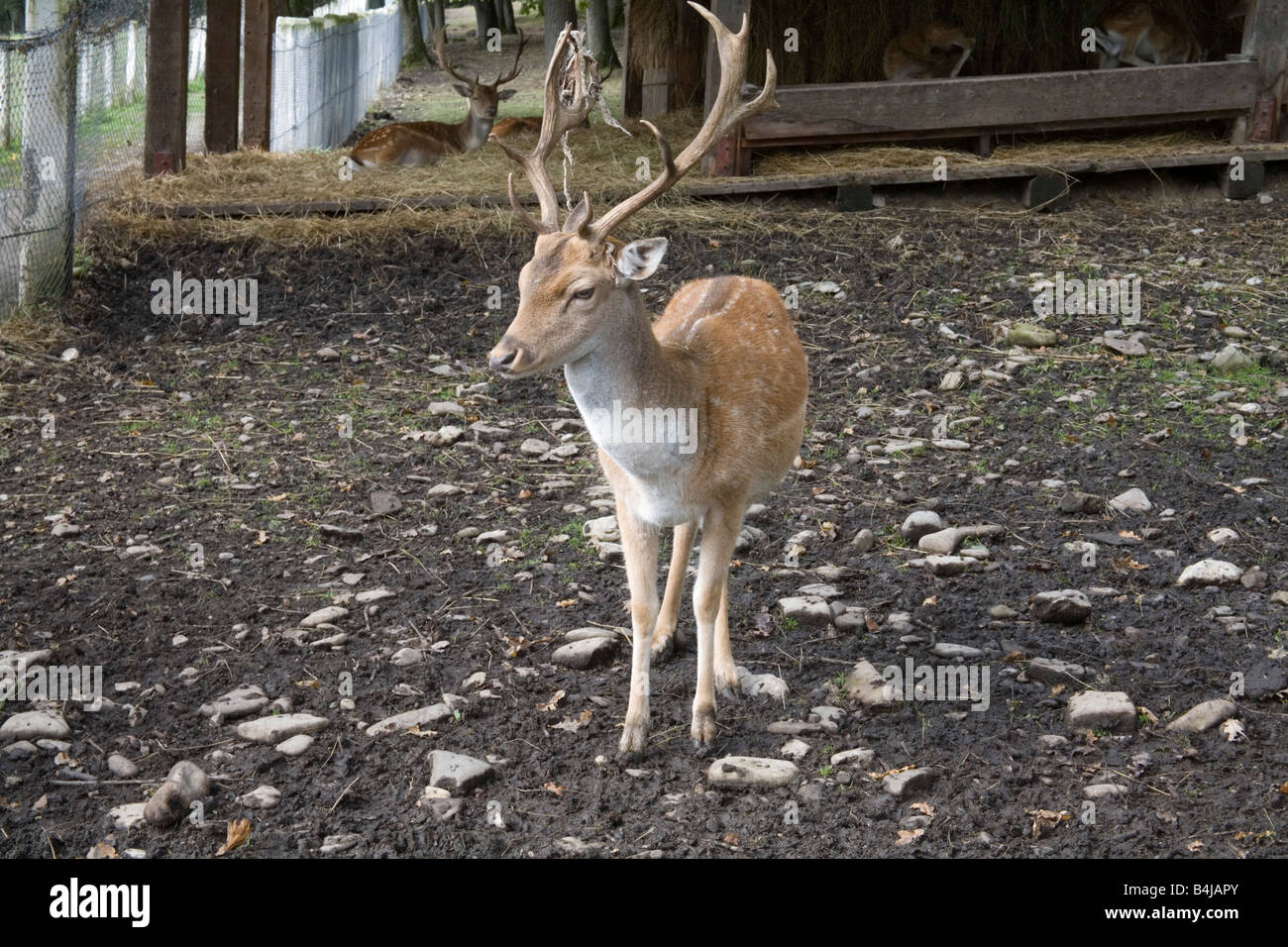 Vanatori hi-res stock photography and images - Alamy