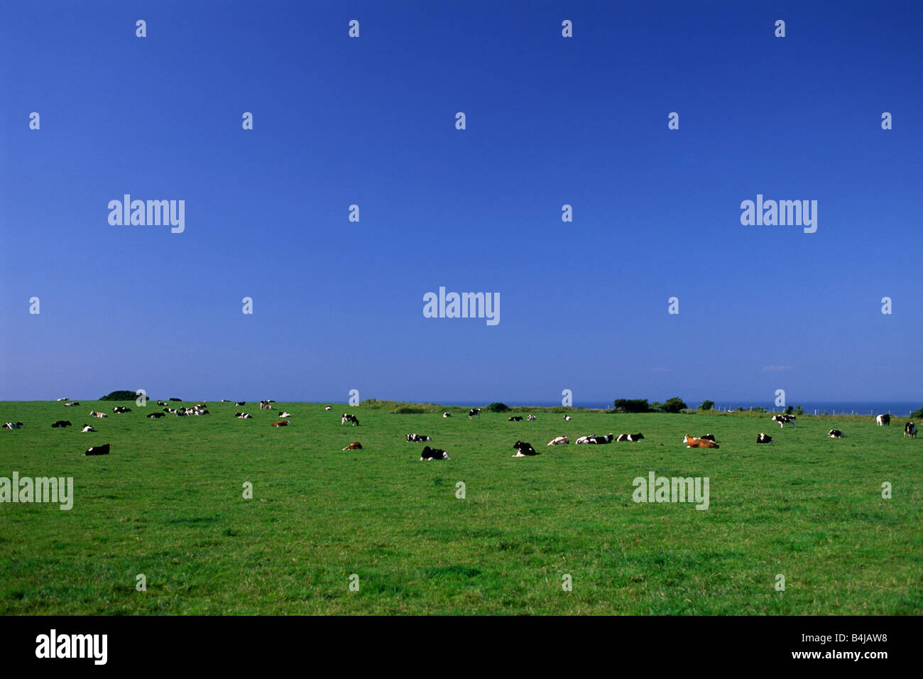 Ireland, County Sligo, cows Stock Photo - Alamy