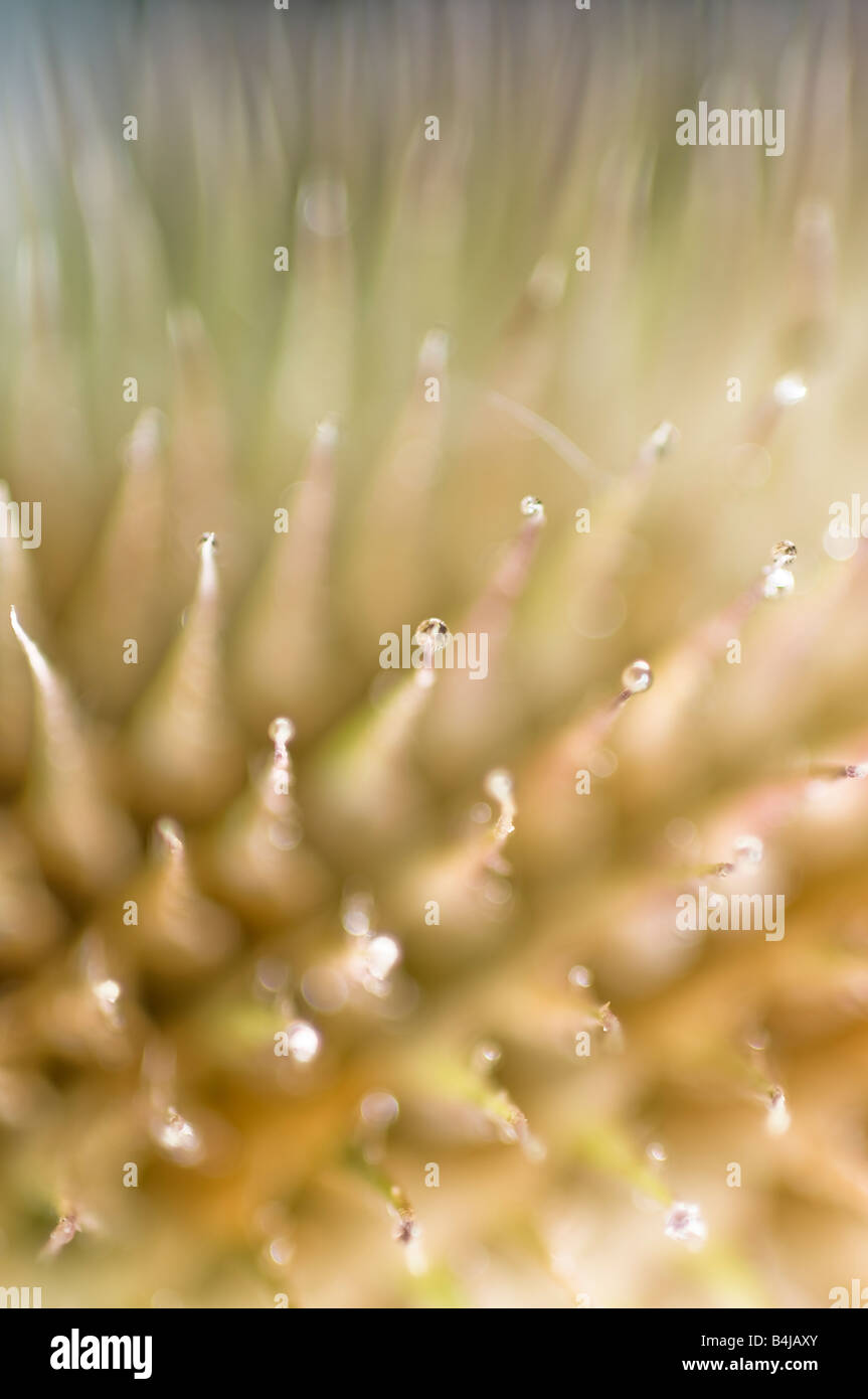Teazel hi-res stock photography and images - Alamy