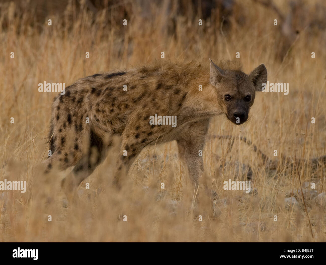 Largest hyena hi-res stock photography and images - Alamy